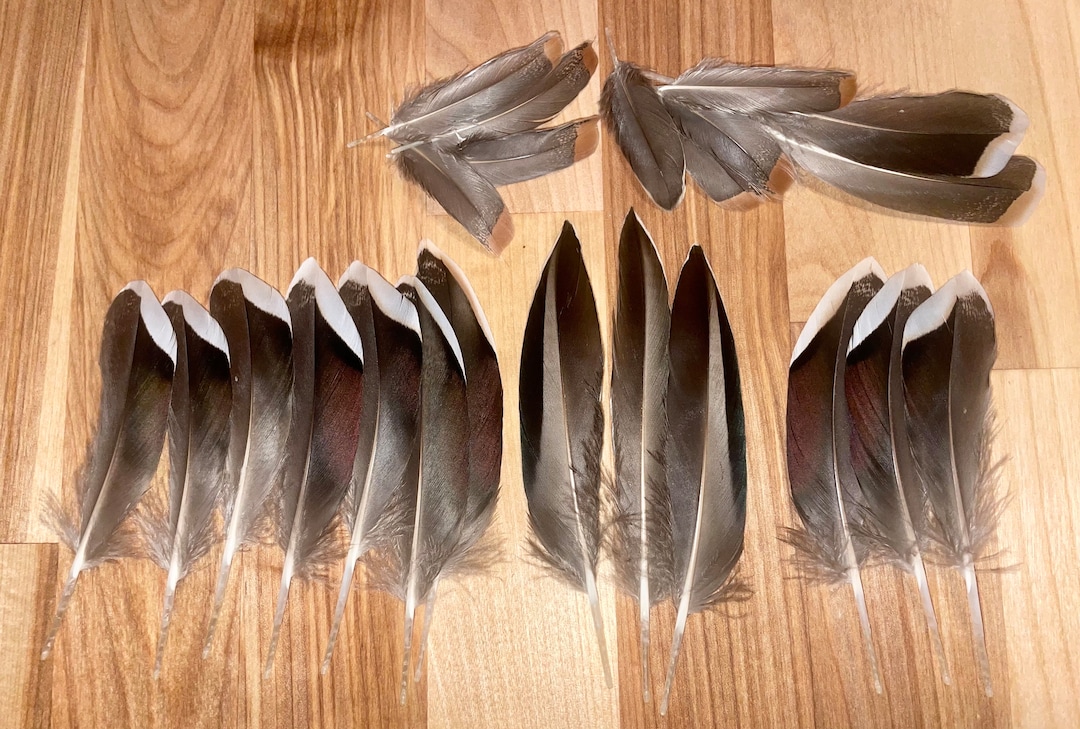 Pintail Duck Feathers (natural - Wild) - Etsy