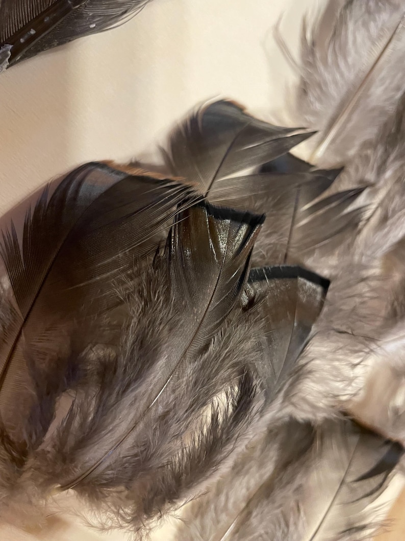 Turkey Feathers (natural - Wild) - Etsy