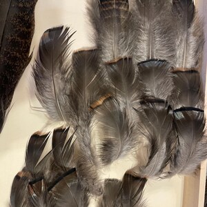Turkey Feathers (natural - Wild) - Etsy