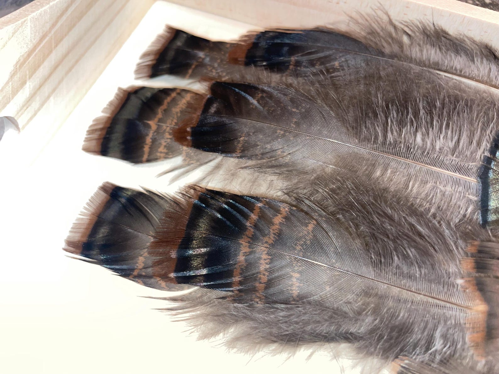 Turkey Feathers (natural - Wild) - Etsy