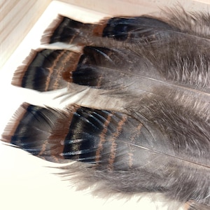 Turkey Feathers (natural - Wild) - Etsy