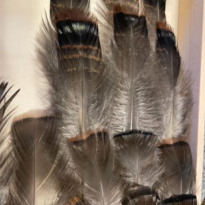 Turkey Feathers (natural - Wild) - Etsy