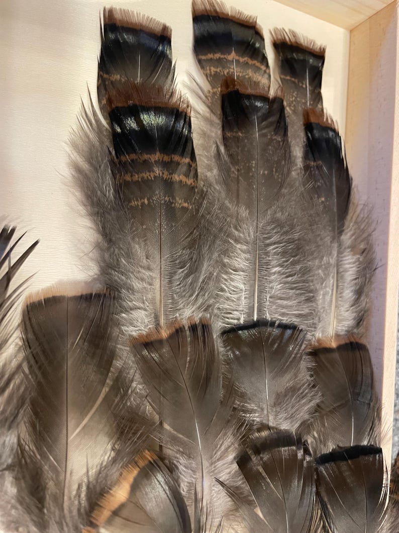 Turkey Feathers (natural - Wild) - Etsy