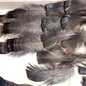 Turkey Feathers (natural - Wild) - Etsy