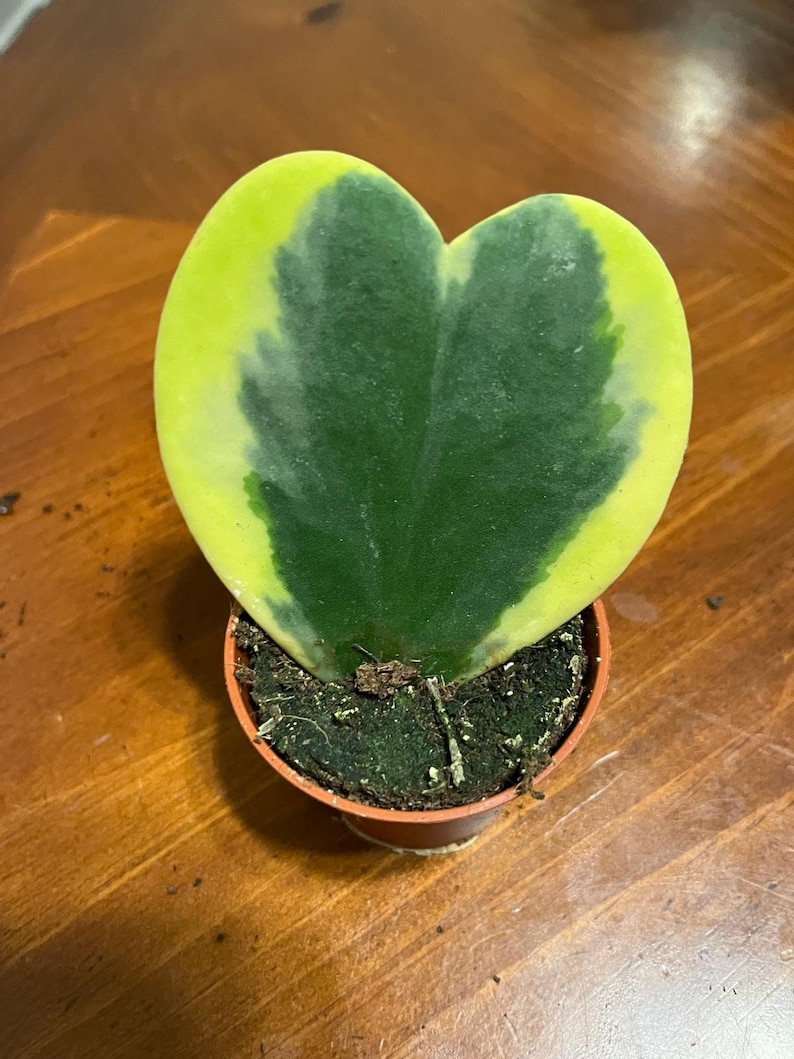 Variegated Hoya Kerii Plant - Etsy