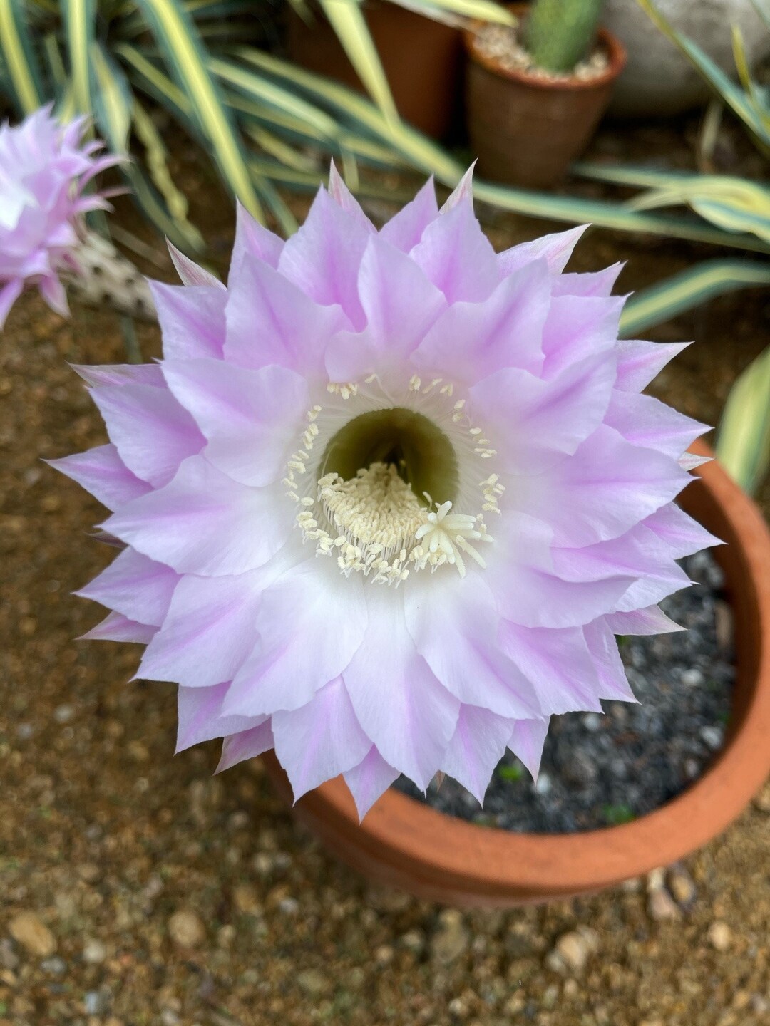 Easter Lily Cactus in 6inch Pot - Etsy