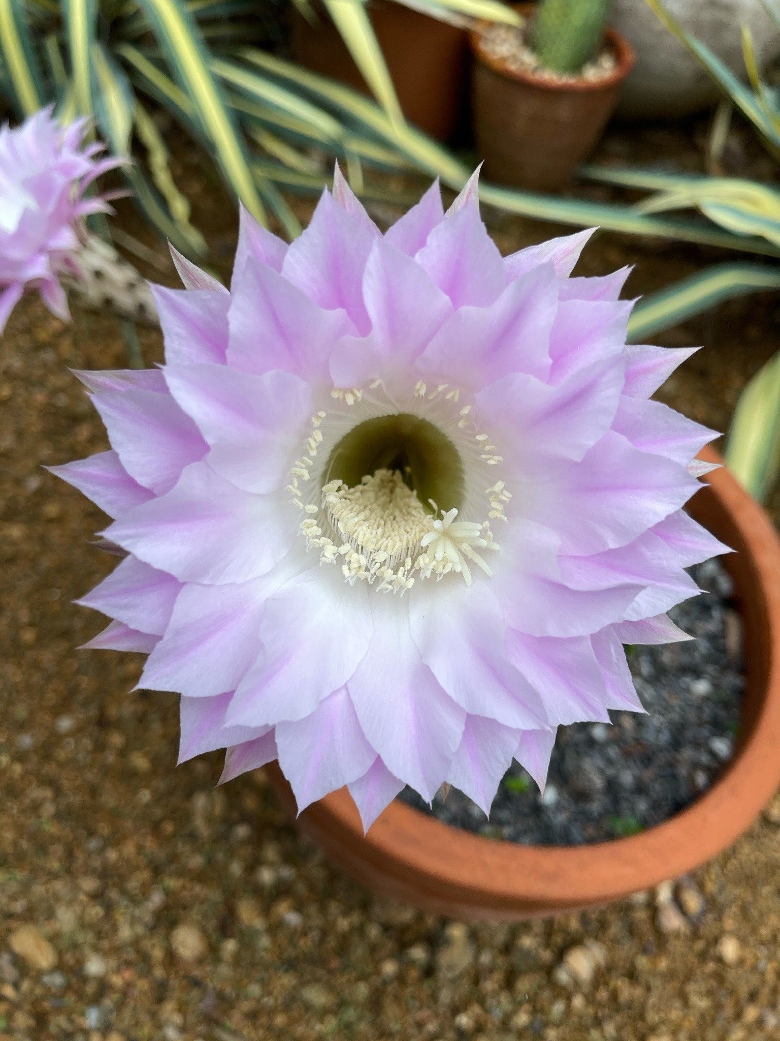 Easter Lily Cactus in 6inch Pot - Etsy