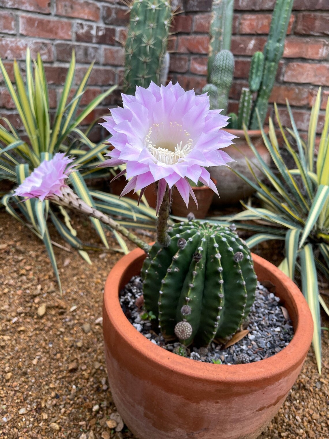 Easter Lily Cactus in 6inch Pot - Etsy