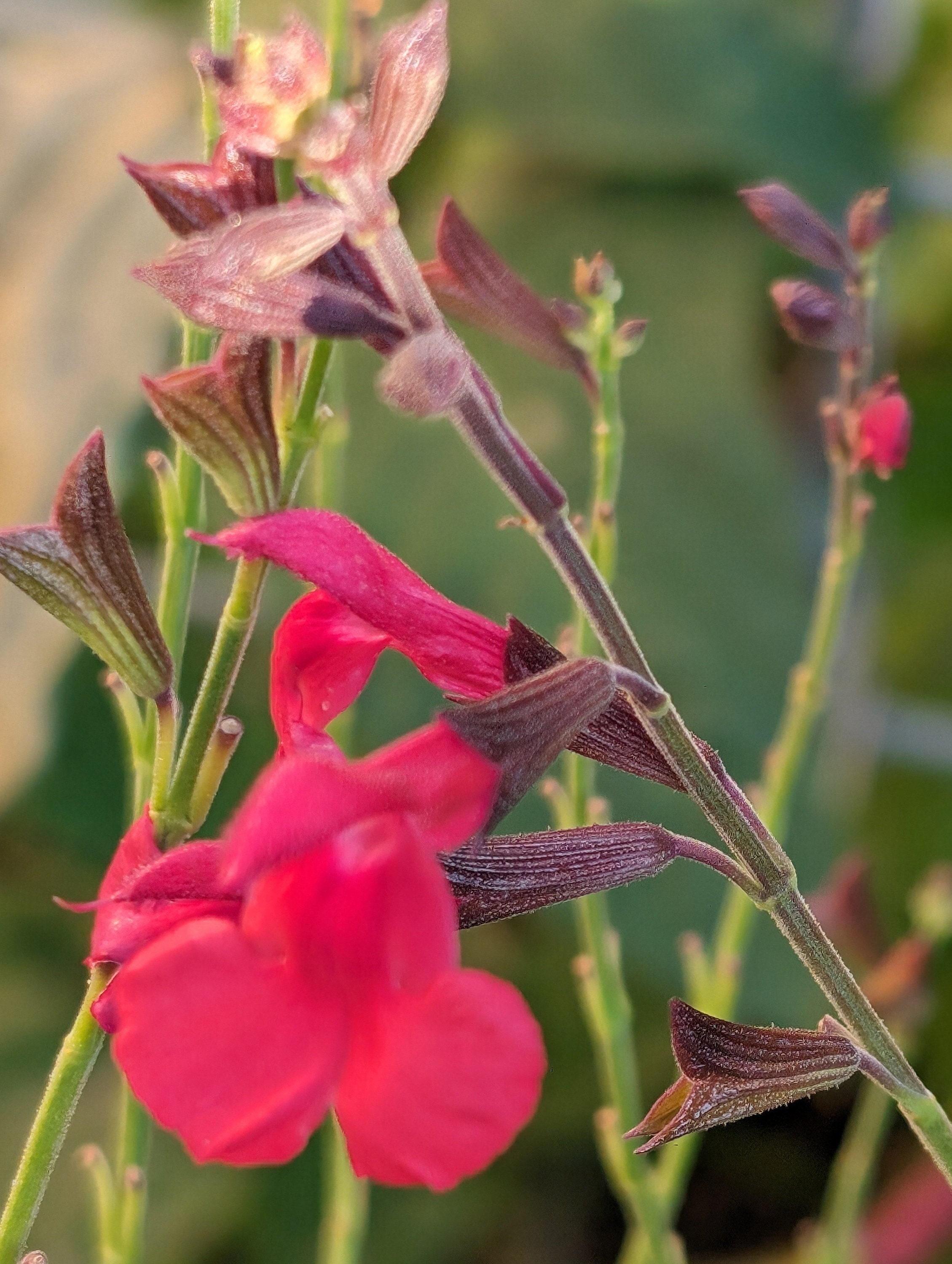 Salvia Greggi / Autumn Sage Red Plant in 1 Gallon Pot - Etsy