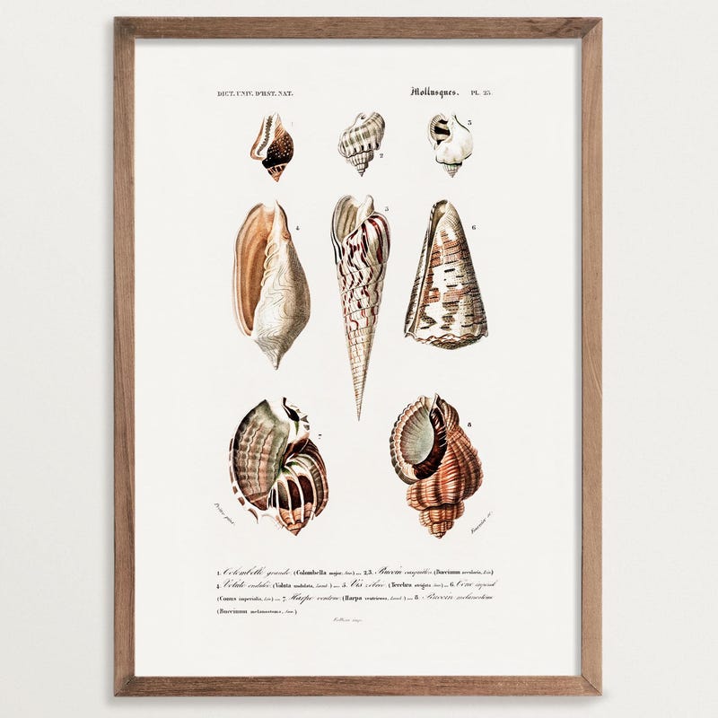Seashells Art - Etsy