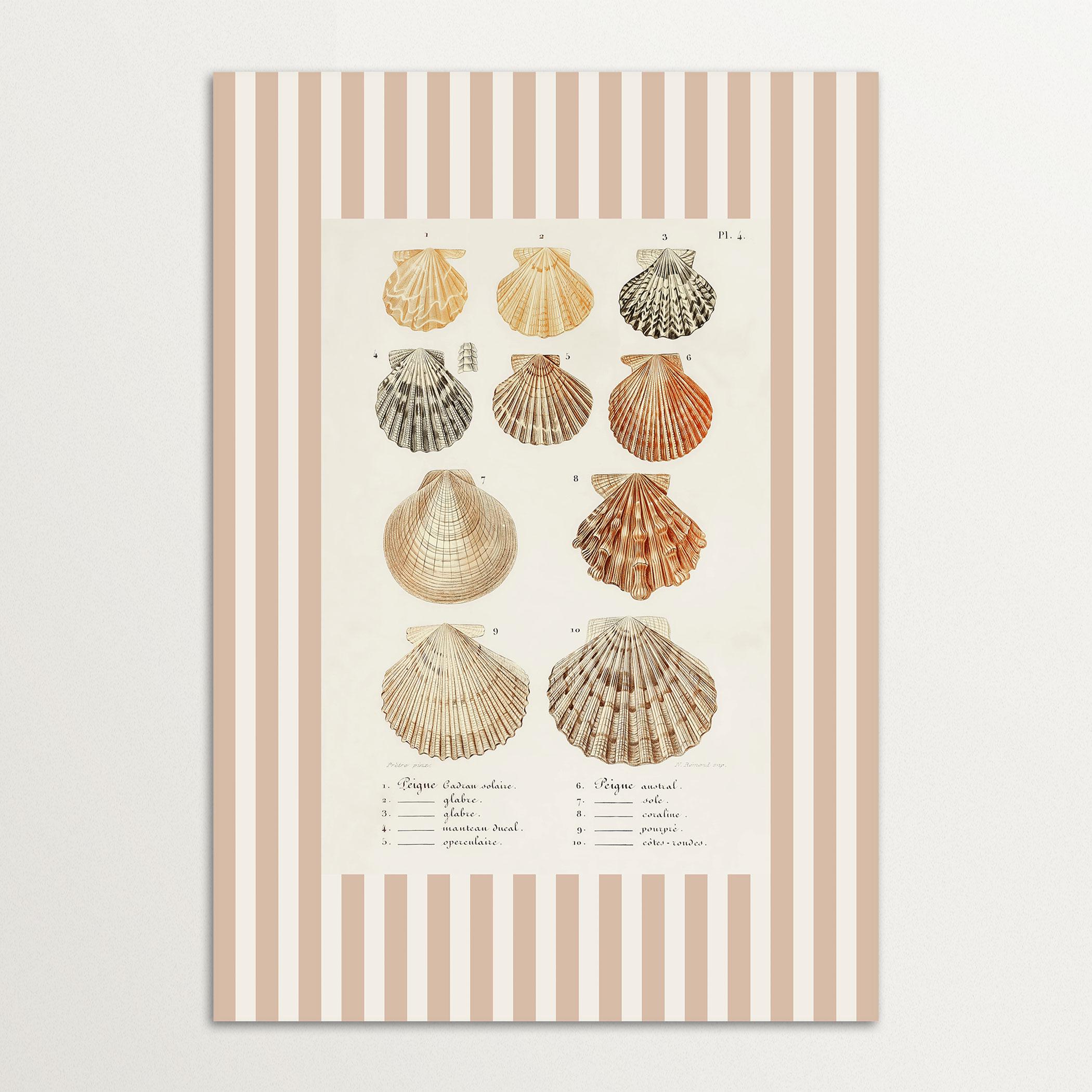 Vintage Seashell Art Print Set of Two – Nancy Meyers Inspired Beach ...