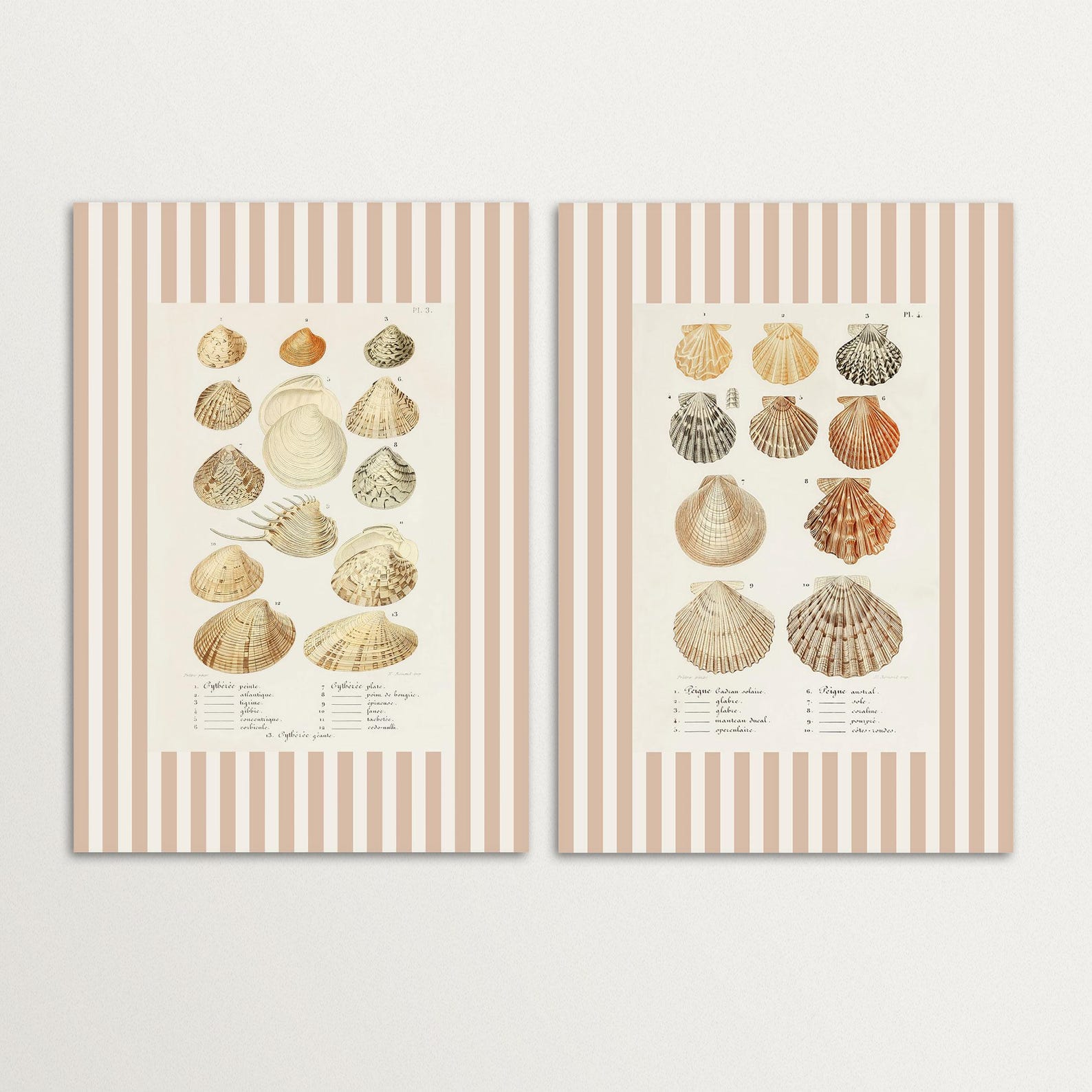 Vintage Seashell Art Print Set of Two – Nancy Meyers Inspired Beach ...