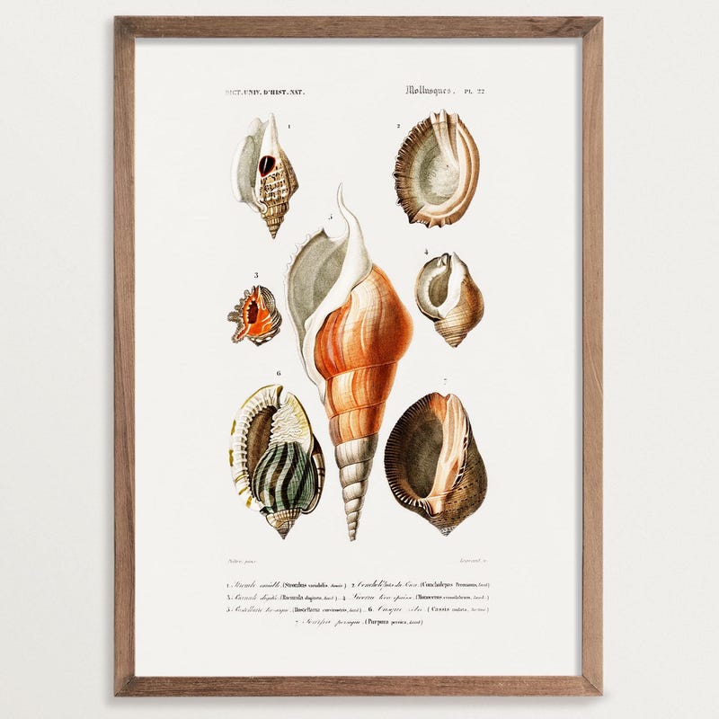 Seashell Print - Etsy