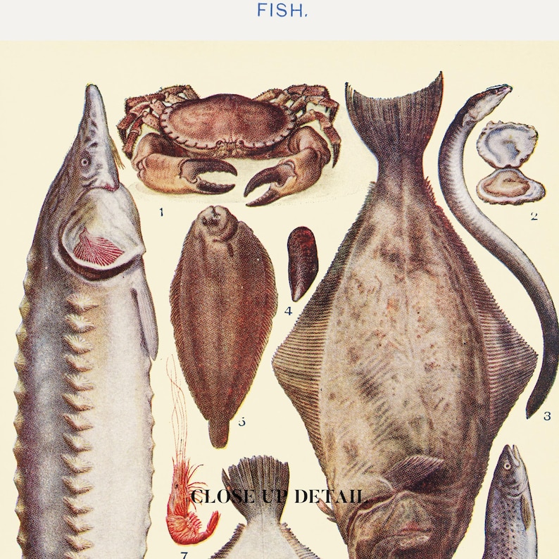 Vintage Fish Chart Art Print, Coastal Kitchen Wall Decor, Seafood Print ...