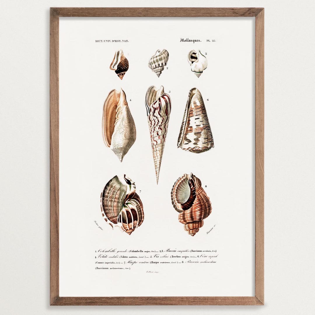 Shell Wall Art Print, Coastal Home Decor, Vintage Seashell Art, Light ...