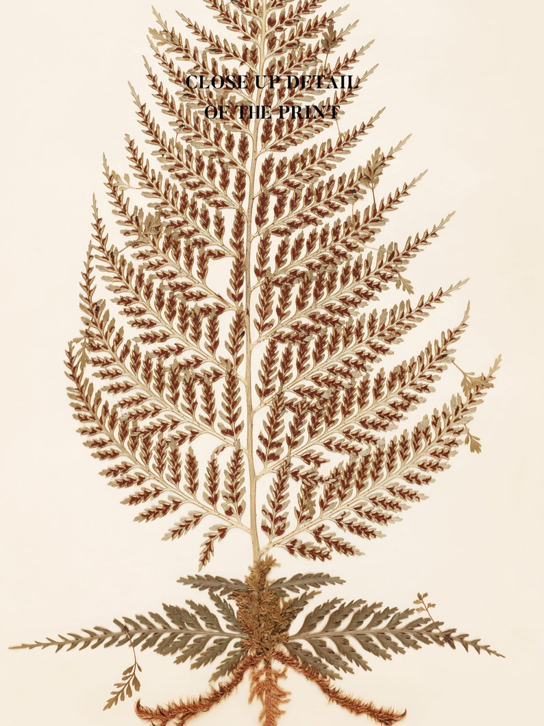 Stampa botanica antica di felce, arte murale vintage in stile ...
