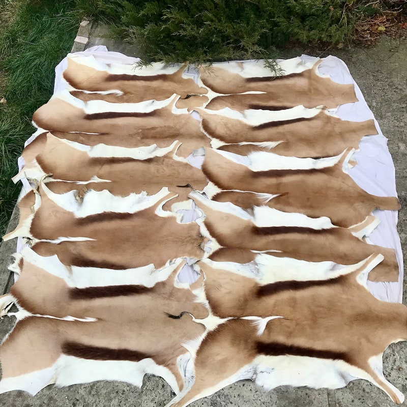 Springbok Hide - Etsy