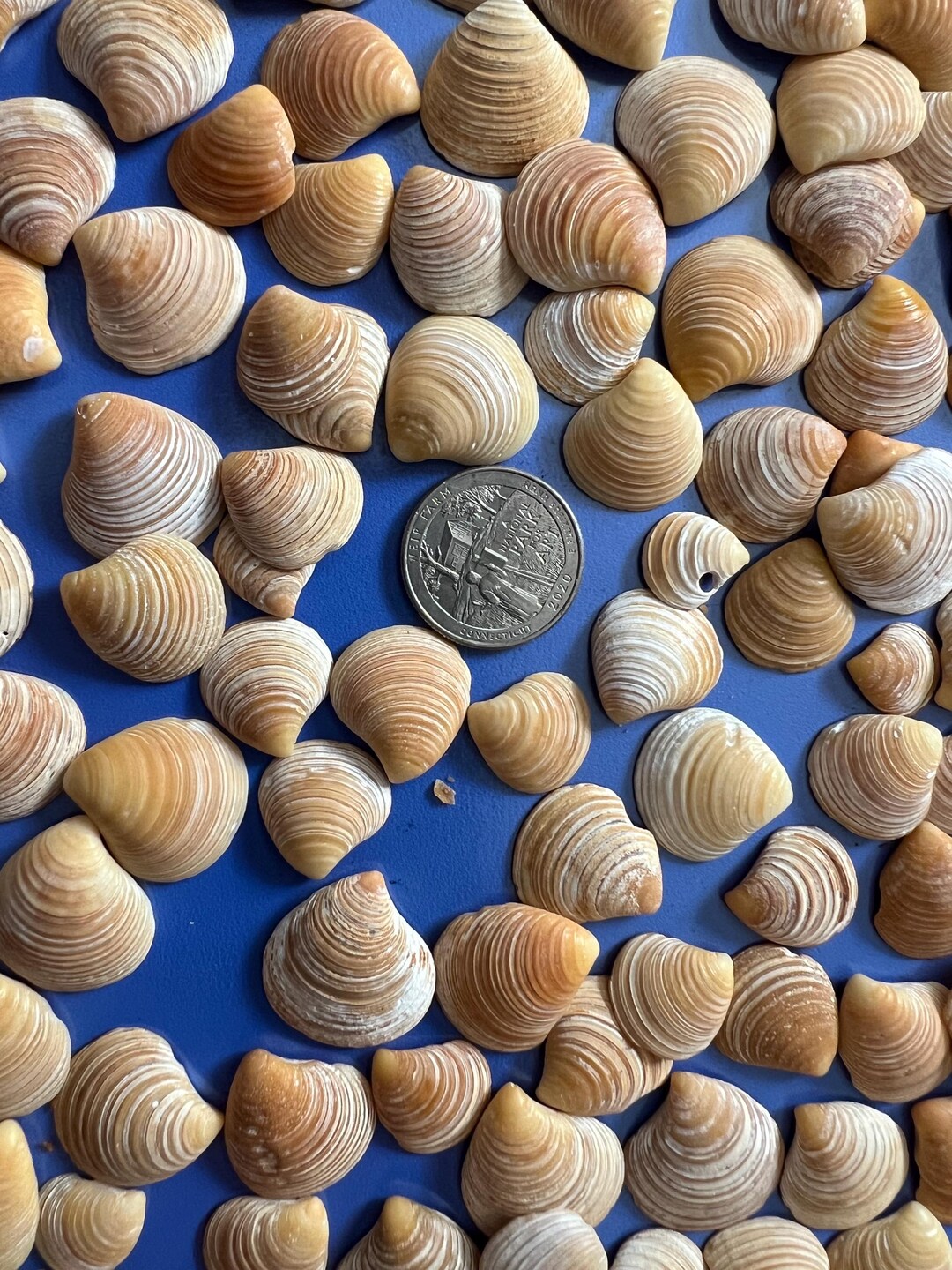 Sea Shells for Crafting Tiny Clam Shells Chestnut Astartes - Etsy
