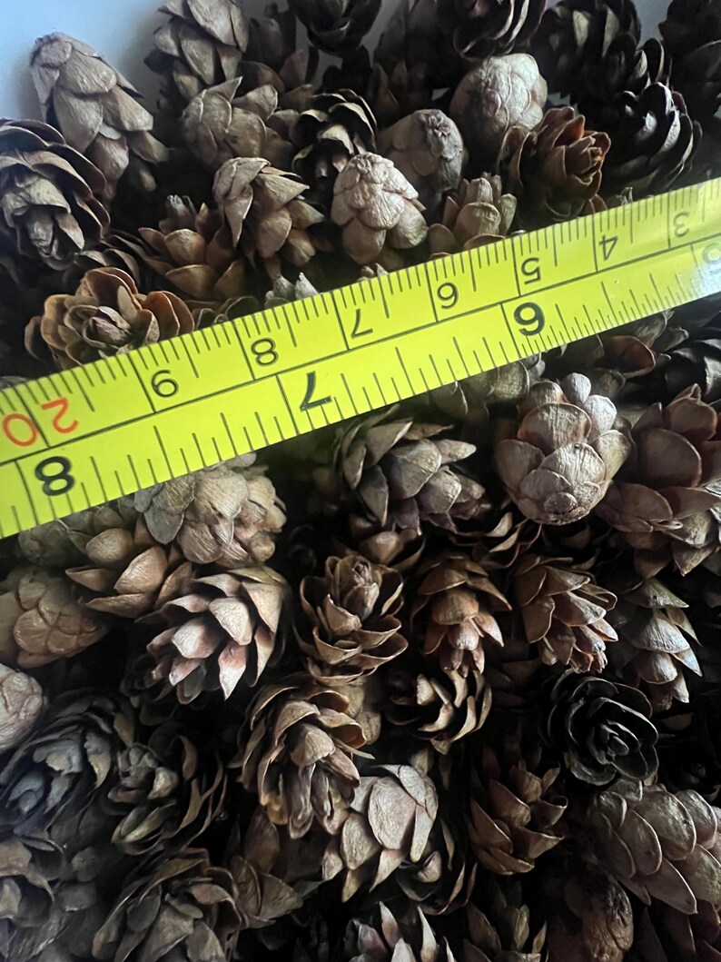 Lot of 100 Hemlock Cones Tiny Pine Cones Small Pine Cones - Etsy