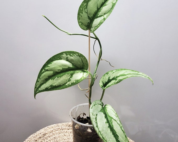 Scindapsus Pictus Silver Princess - Etsy