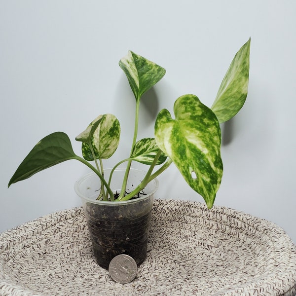 Harlequin Pothos - Etsy