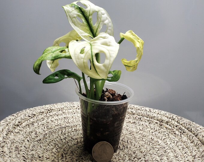 Monstera Adansonii Archipelago Ghost - Etsy