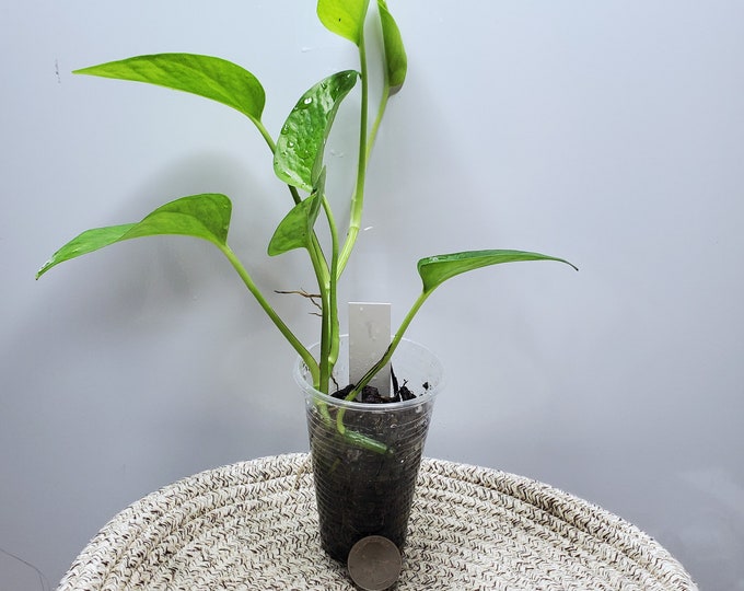 Teruno Pothos Venus | Epipremnum Aureum 'venus' Terunoworld - Etsy