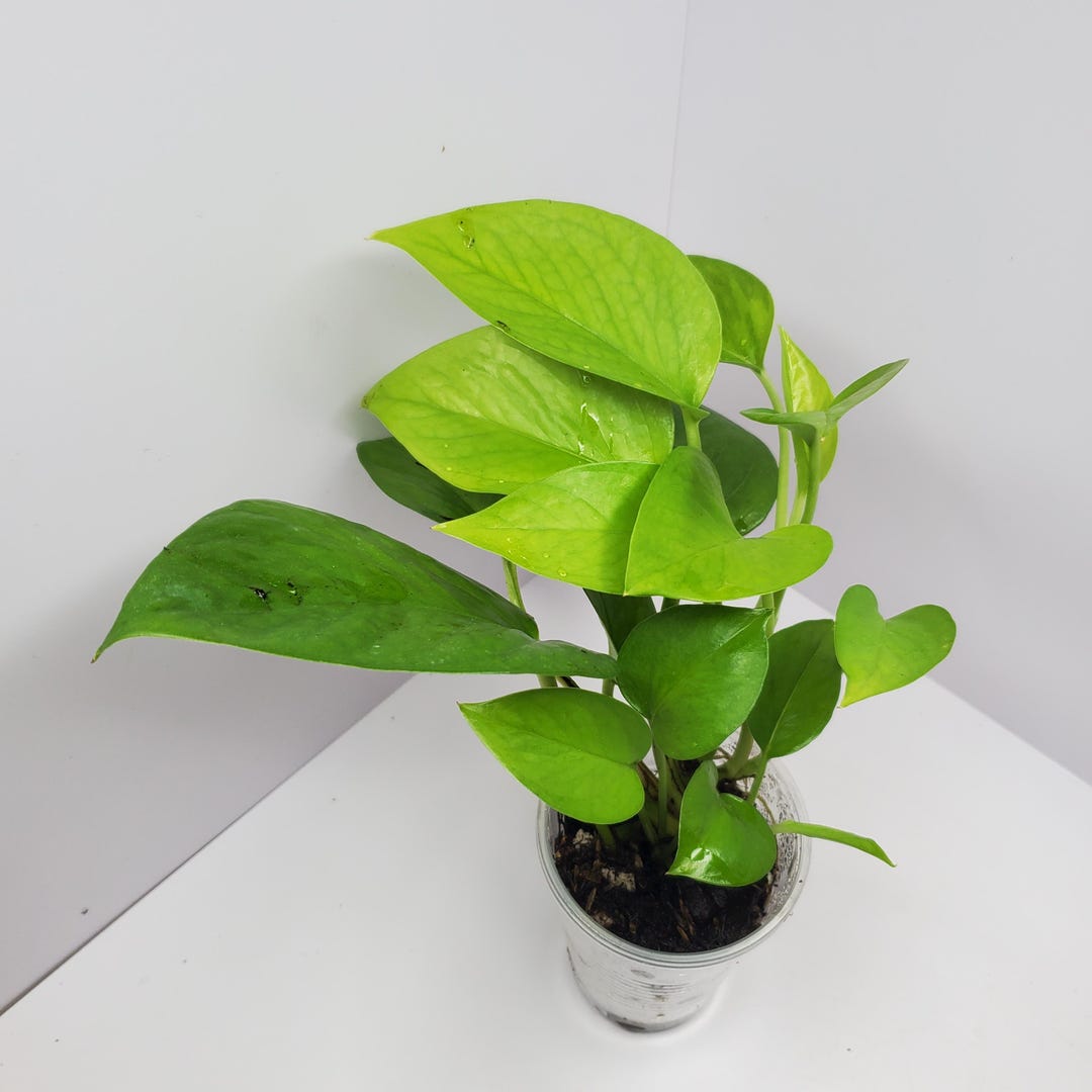 Teruno Pothos Venus | Epipremnum Aureum 'venus' | Terunoworld Series - Etsy