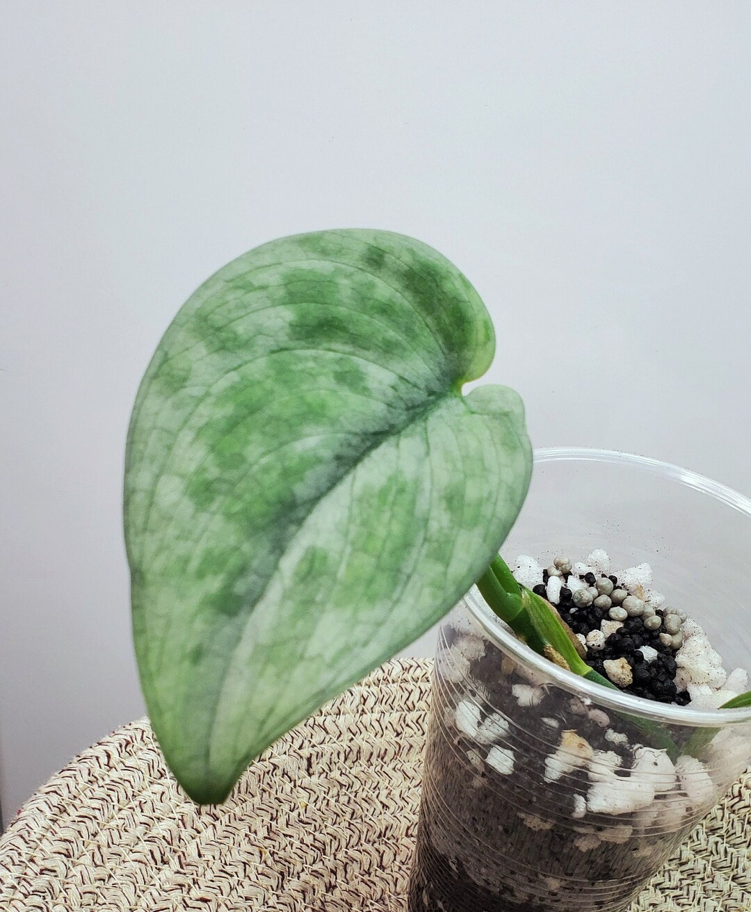 Scindapsus Pictus Tattoo - Etsy