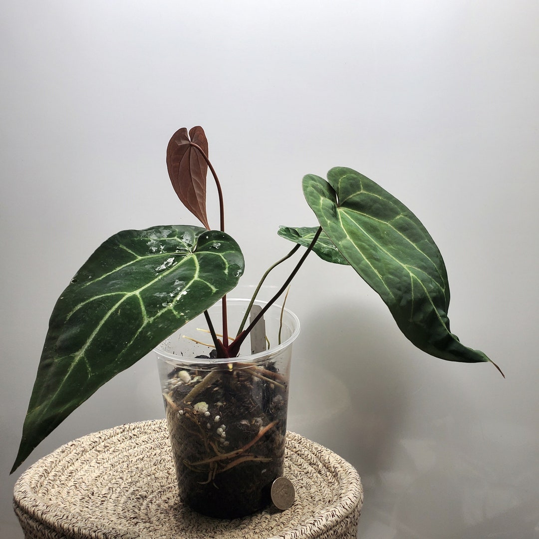 Anthurium Zara X Wuhoo's First Night - Etsy