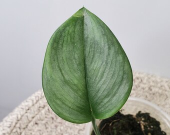 Scindapsus Treubii Sumatra - Etsy