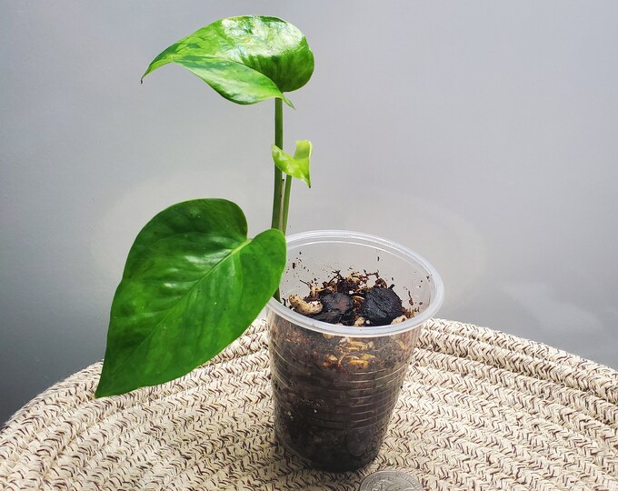 Jungle Star Pothos | Victory Pothos | Camouflage Pothos - Etsy