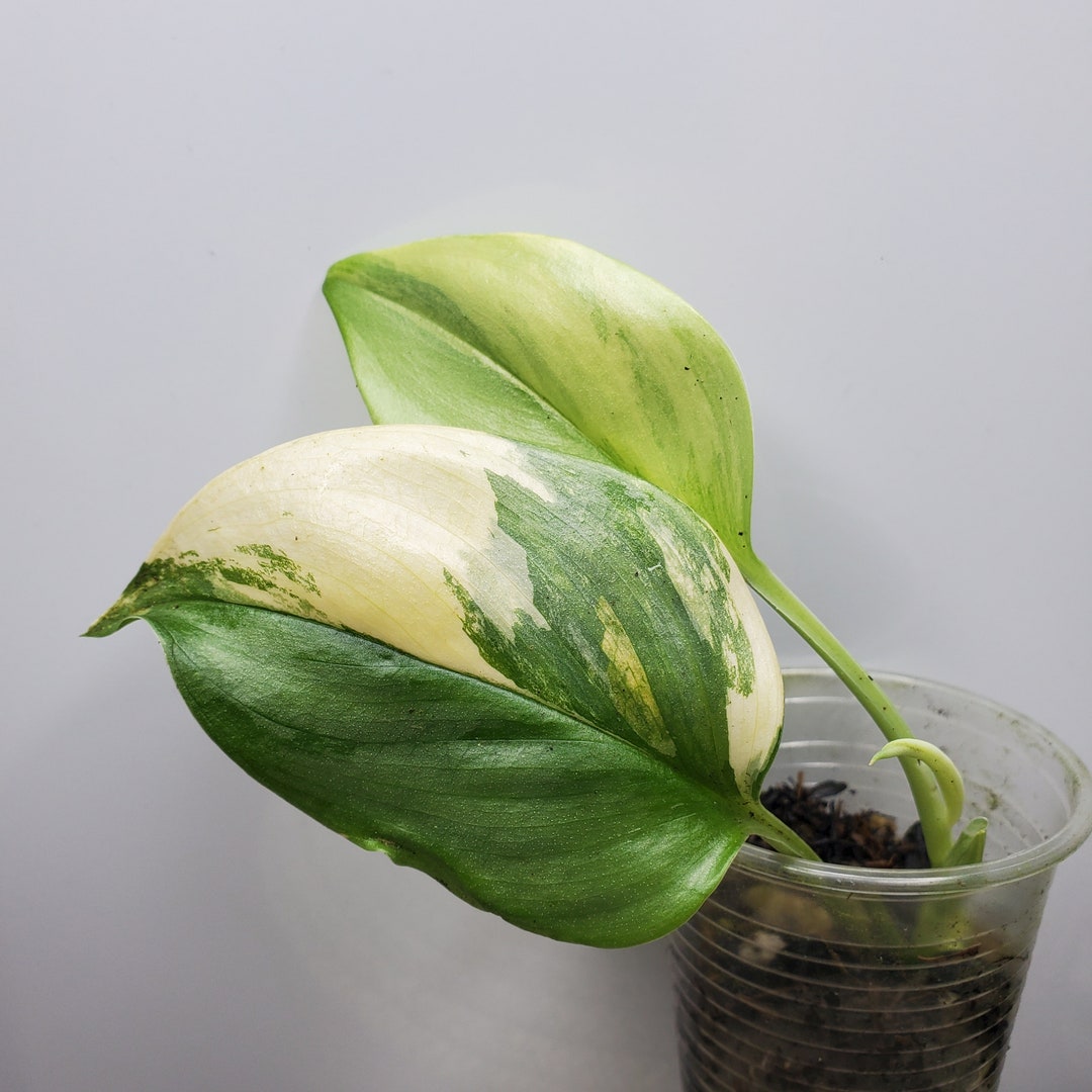 Scindapsus Rubicon - Etsy