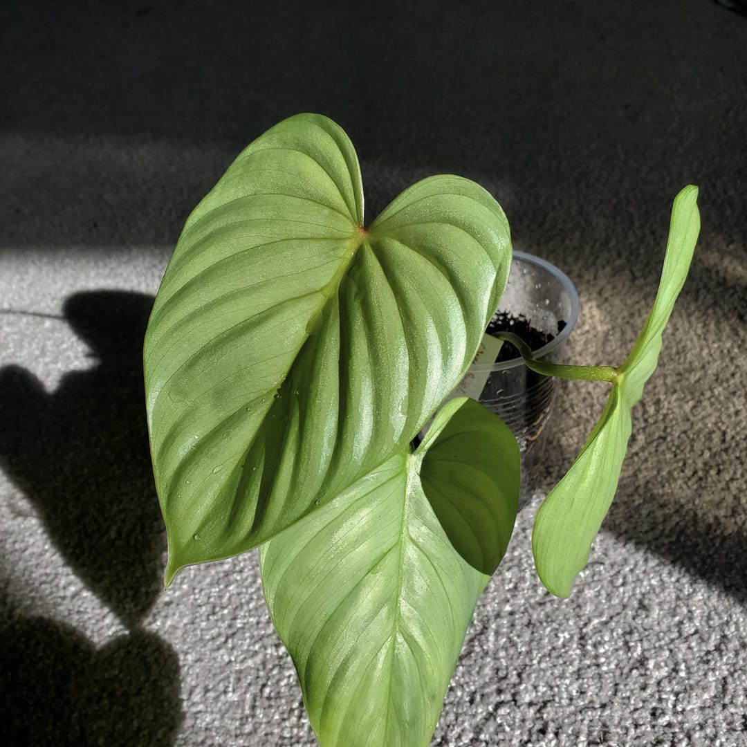 Philodendron Silver Angel - Etsy