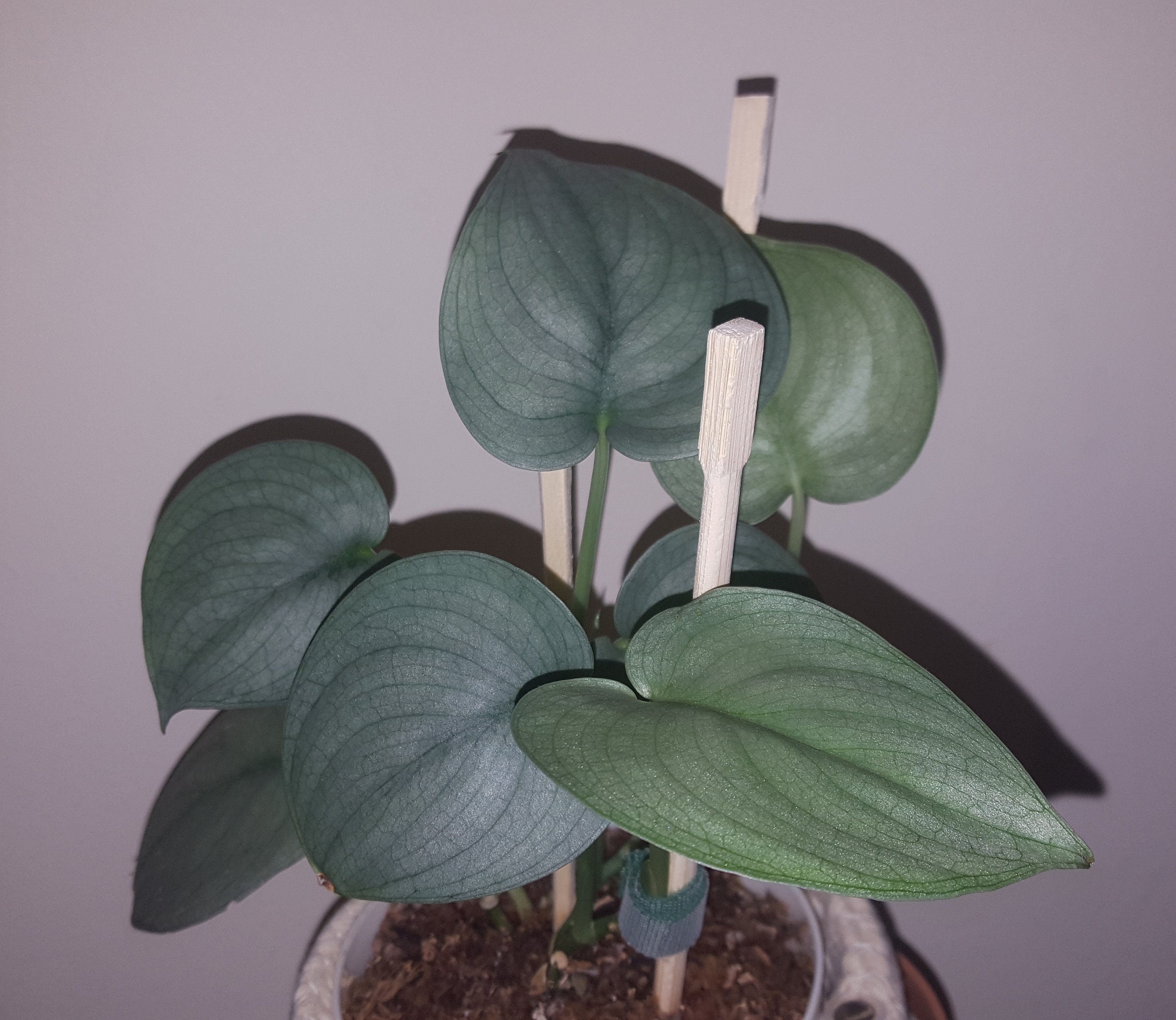 Scindapsus Pictus Platinum - Etsy