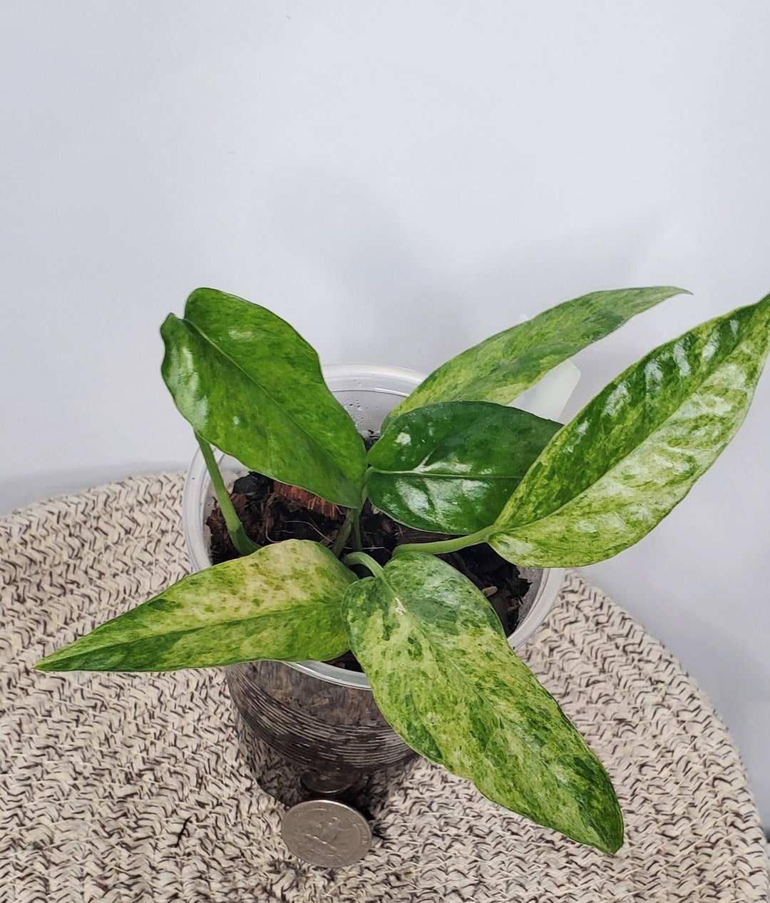 Variegated Cebu Blue Epipremnum Pinnatum Cebu Blue Ghost - Etsy