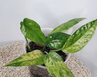 Cebu Blue Ghost Variegated Epipremnum Pinnatum Rooted Starter Plant - Etsy