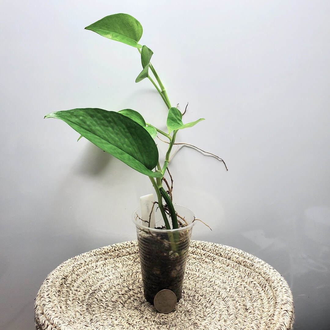Teruno Pothos Venus Epipremnum Aureum 'venus' Terunoworld - Etsy