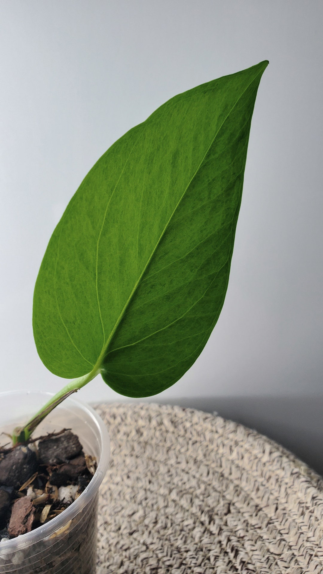 Teruno Pothos Venus Epipremnum Aureum 'venus' Terunoworld - Etsy