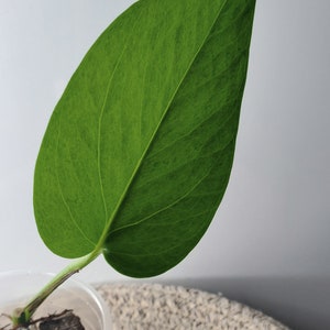 Teruno Pothos Venus Epipremnum Aureum 'venus' Terunoworld - Etsy