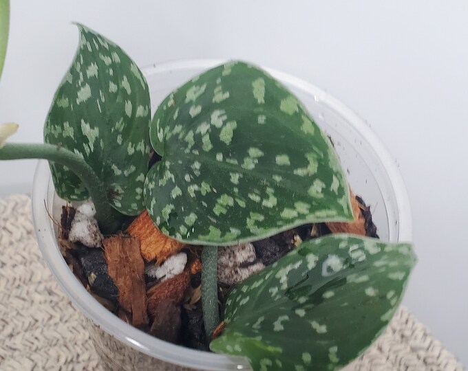 Scindapsus Tricolor Borneo - Etsy