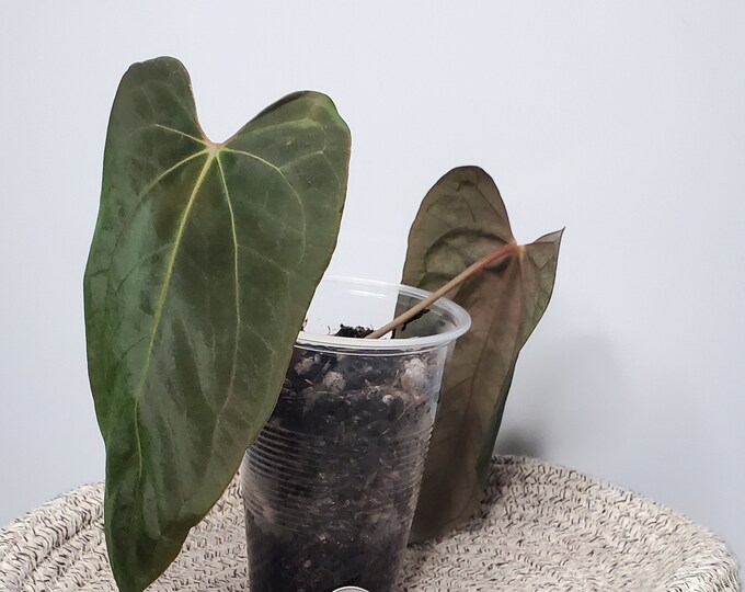 Anthurium Papillilaminum Fort Sherman X Ralph Lyman FSRL - Etsy