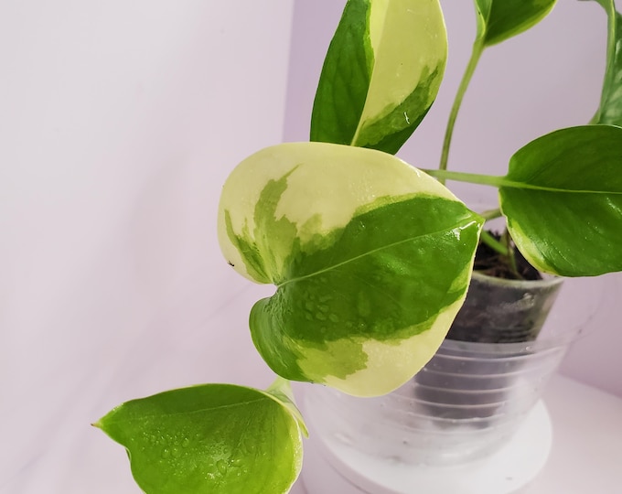 Epipremnum Aureum Poonsin, Pothos Poonsin - Etsy