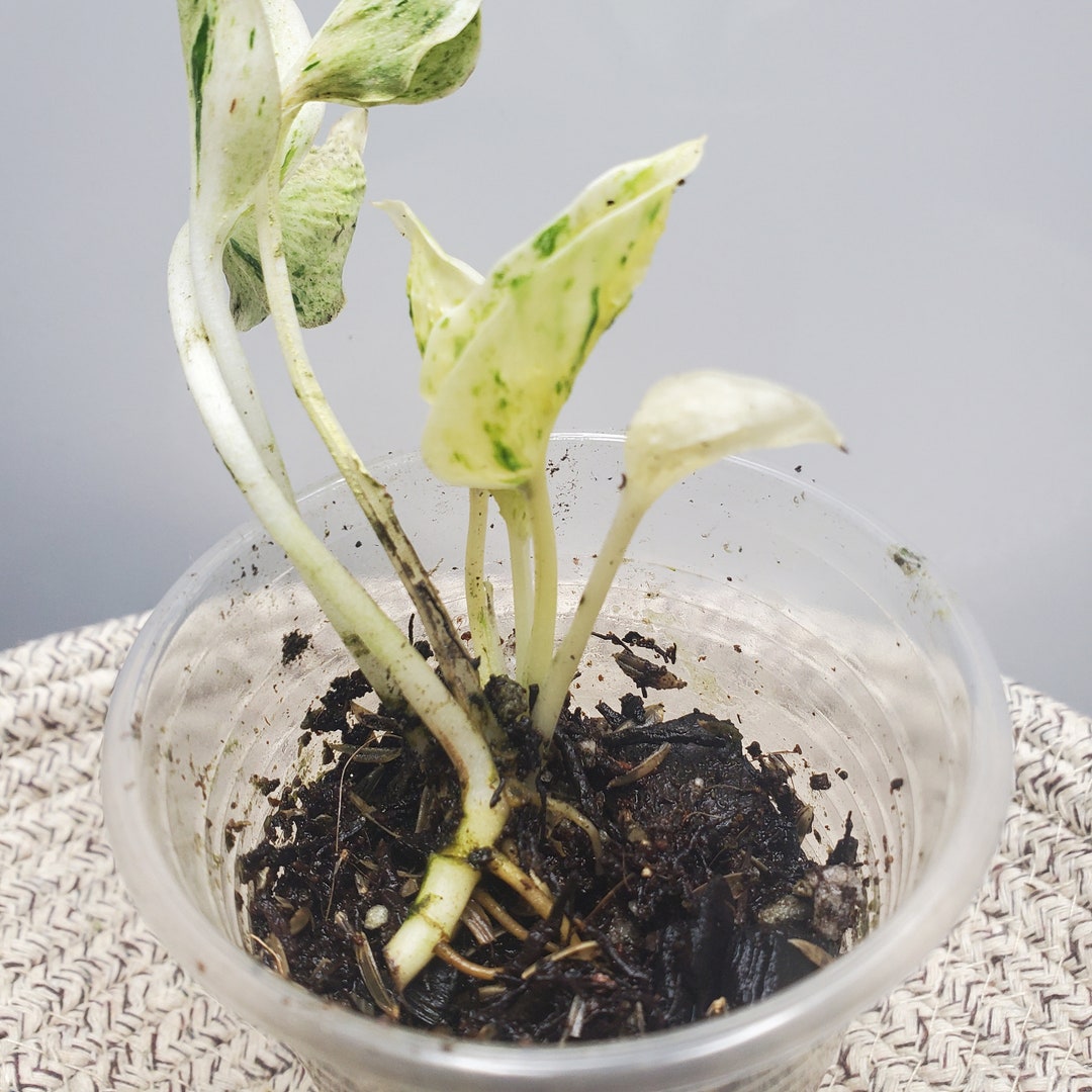 Love Song Teruno Pothos Epipremnum Aureum 'love Song' Terunoworld - Etsy