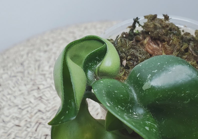 Hoya Carnosa Compacta Splash - Etsy