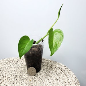 Teruno Pothos Venus Epipremnum Aureum 'venus' Terunoworld - Etsy