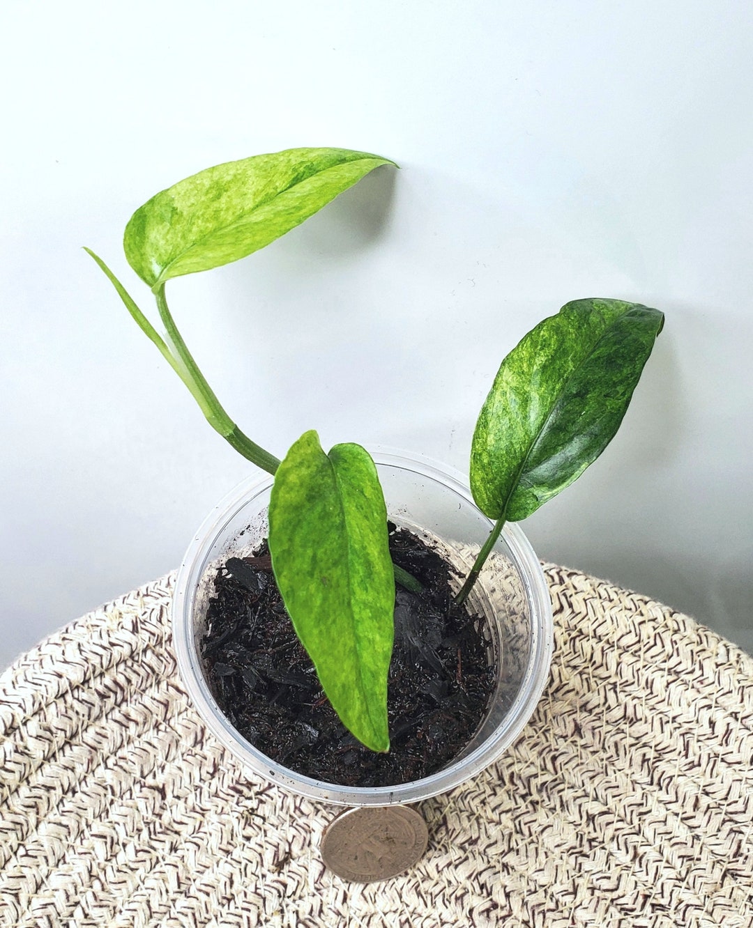 Variegated Cebu Blue Epipremnum Pinnatum Cebu Blue Ghost - Etsy