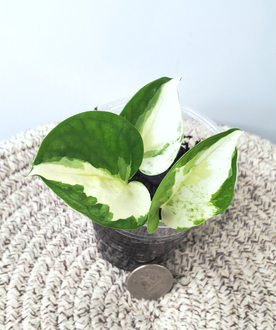 Epipremnum Aureum Global Japanese Global Pothos - Etsy