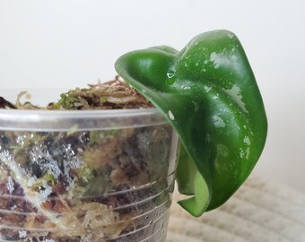 Hoya Compacta Splash - Etsy