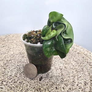 Hoya Carnosa Compacta Splash - Etsy